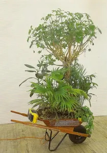 Wheelbarrows of Progress - Tropical Rainforest Preserves - by | Mark ...