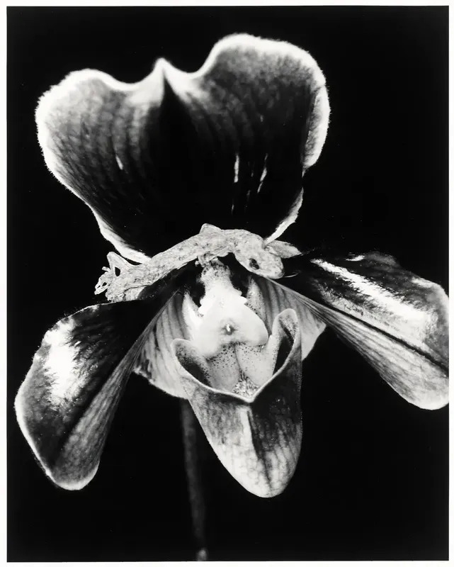 Flower Nobuyoshi Araki Vente En Ligne Art Artprice