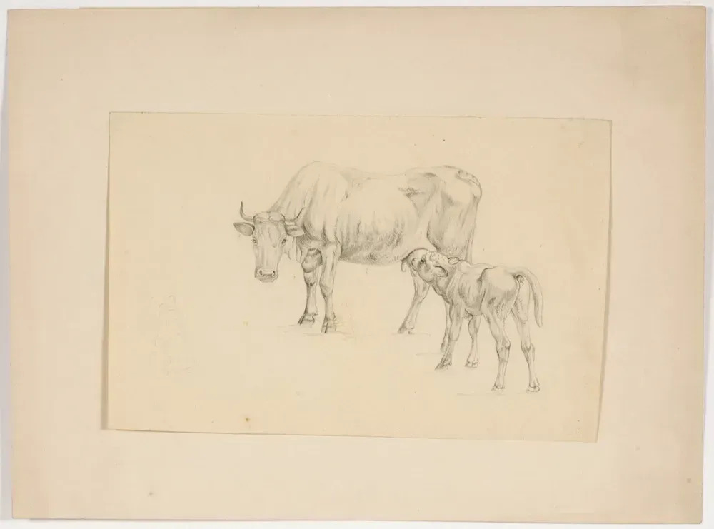 Cow And Calf Drawing
