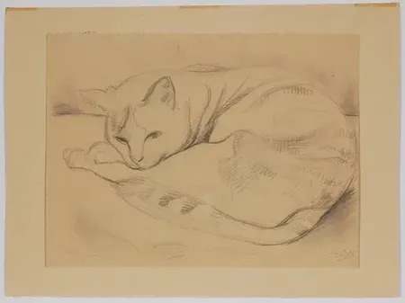 cat studying drawing