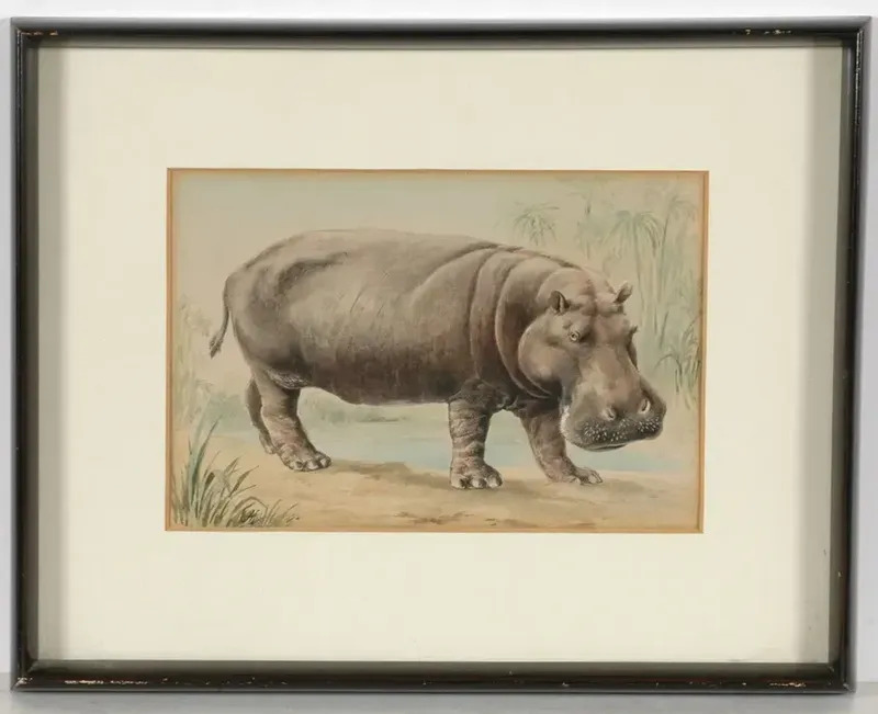 "Hippopotamus" watercolor, ca. 1900 | Louis MORIN | vente en ligne art ...